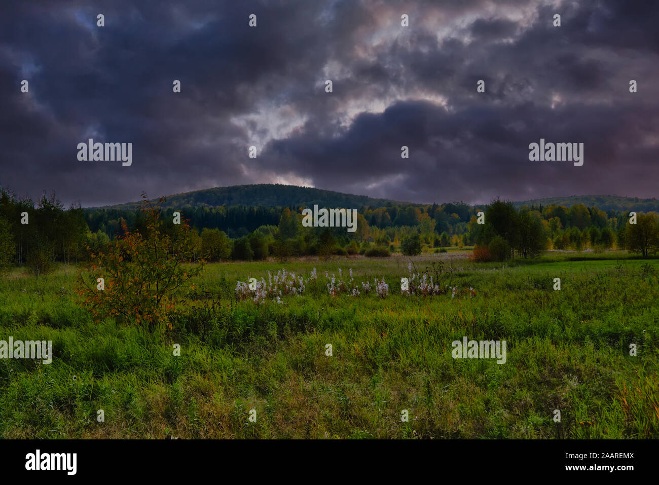 Magical autumn landscape with grass and wild flowers on the background ...