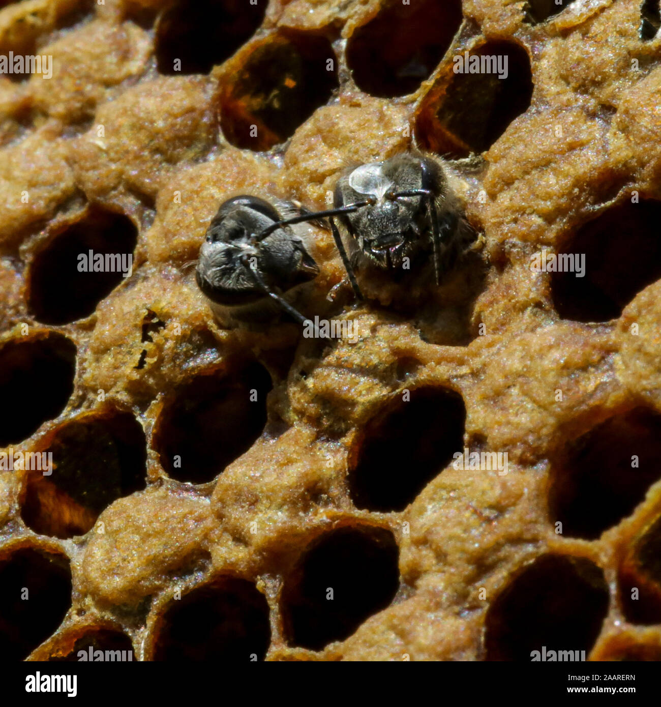 birth of a bee Stock Photo - Alamy