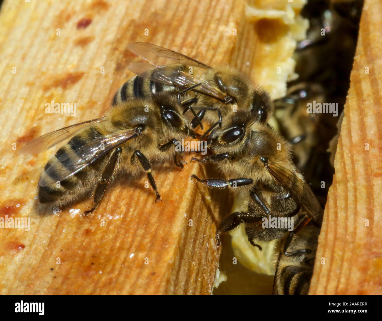 Feeding bees by bees Stock Photo - Alamy