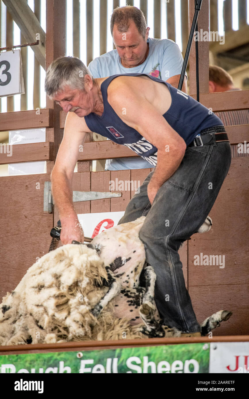 A sheep shearing competition taking place on stage at the Great ...