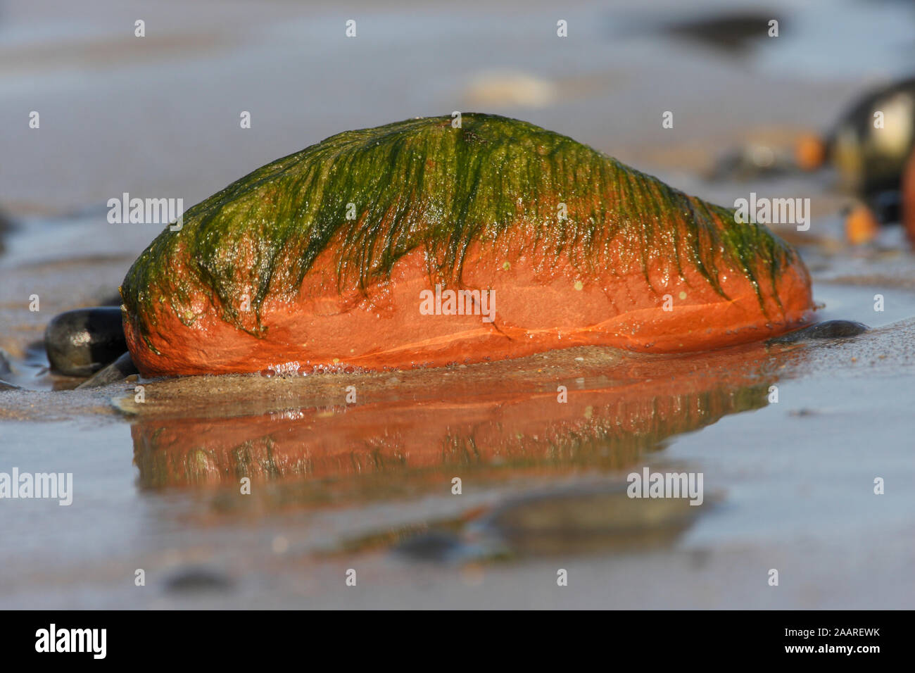 Stein am Strand der Düne Helgoland Stock Photo - Alamy