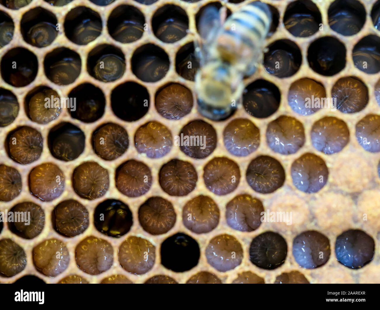round bee larvas in honeycomb cells Stock Photo - Alamy