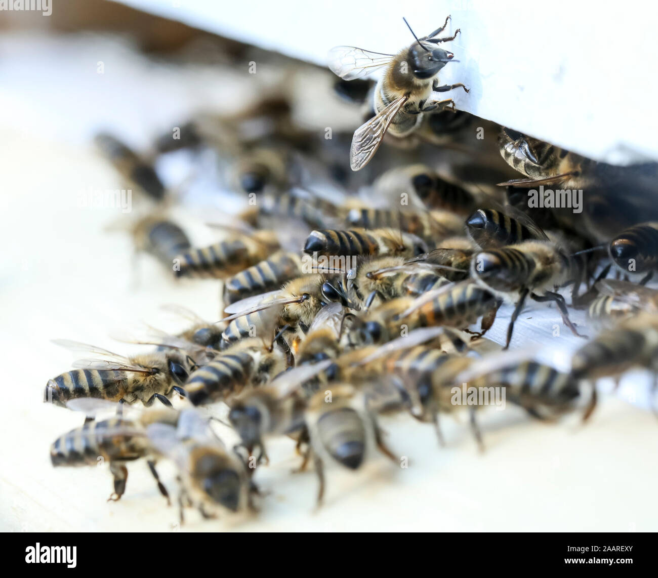 a lot of bees at entrance to hive Stock Photo - Alamy