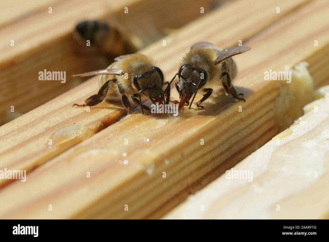 Bees collecting food spilled on bee frame in hive Stock Photo - Alamy