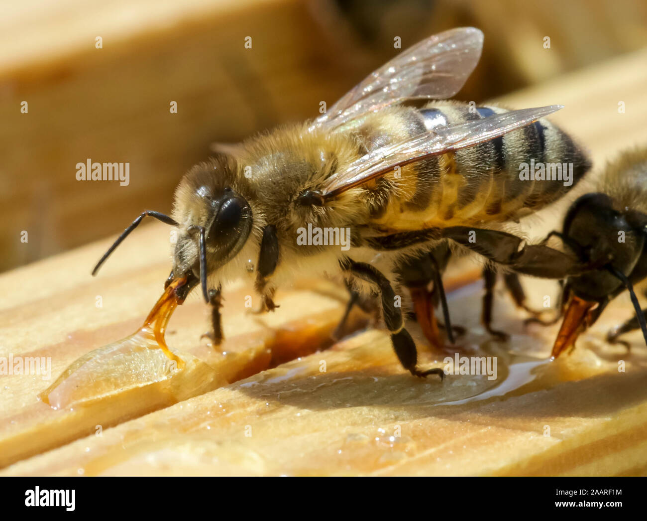 Bees collecting food spilled on bee frame in hive Stock Photo - Alamy