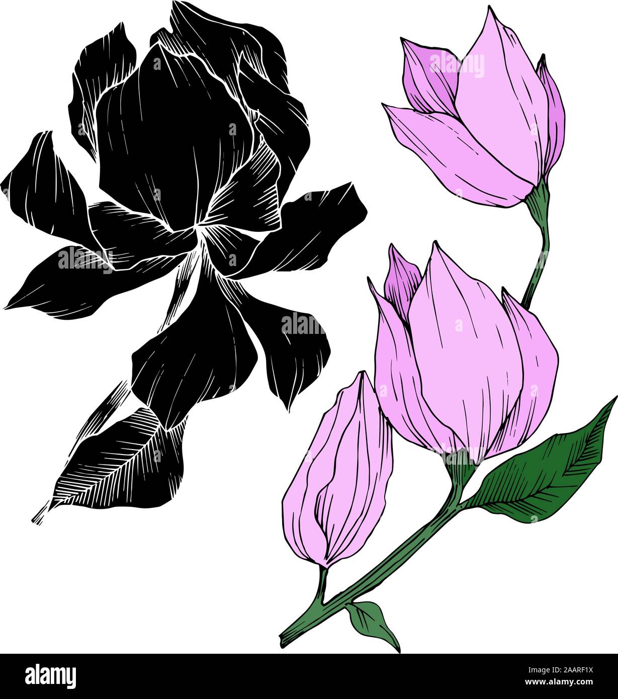 Fall purple wildflower Stock Vector Images - Alamy