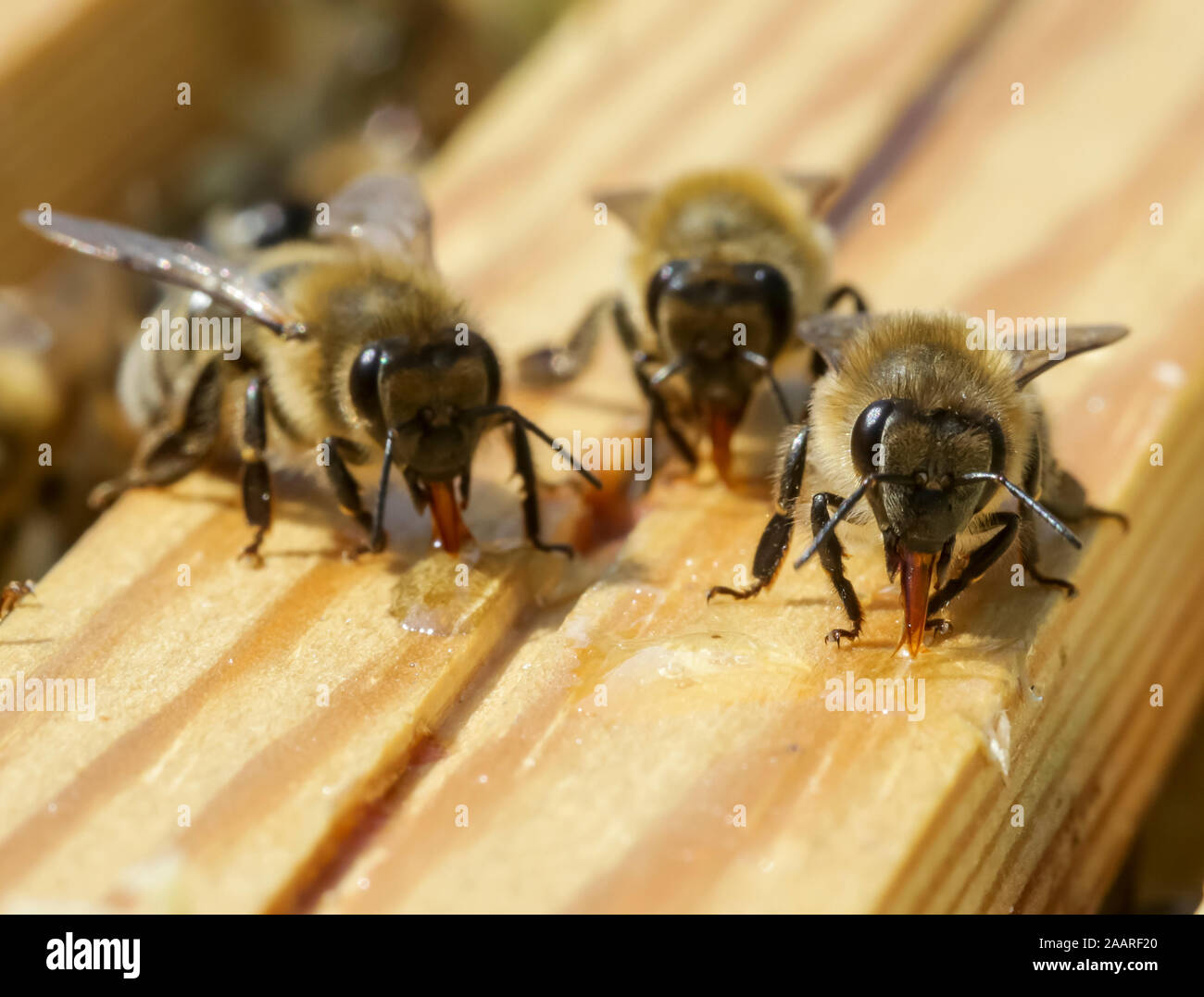 Bees collecting food spilled on bee frame in hive Stock Photo - Alamy
