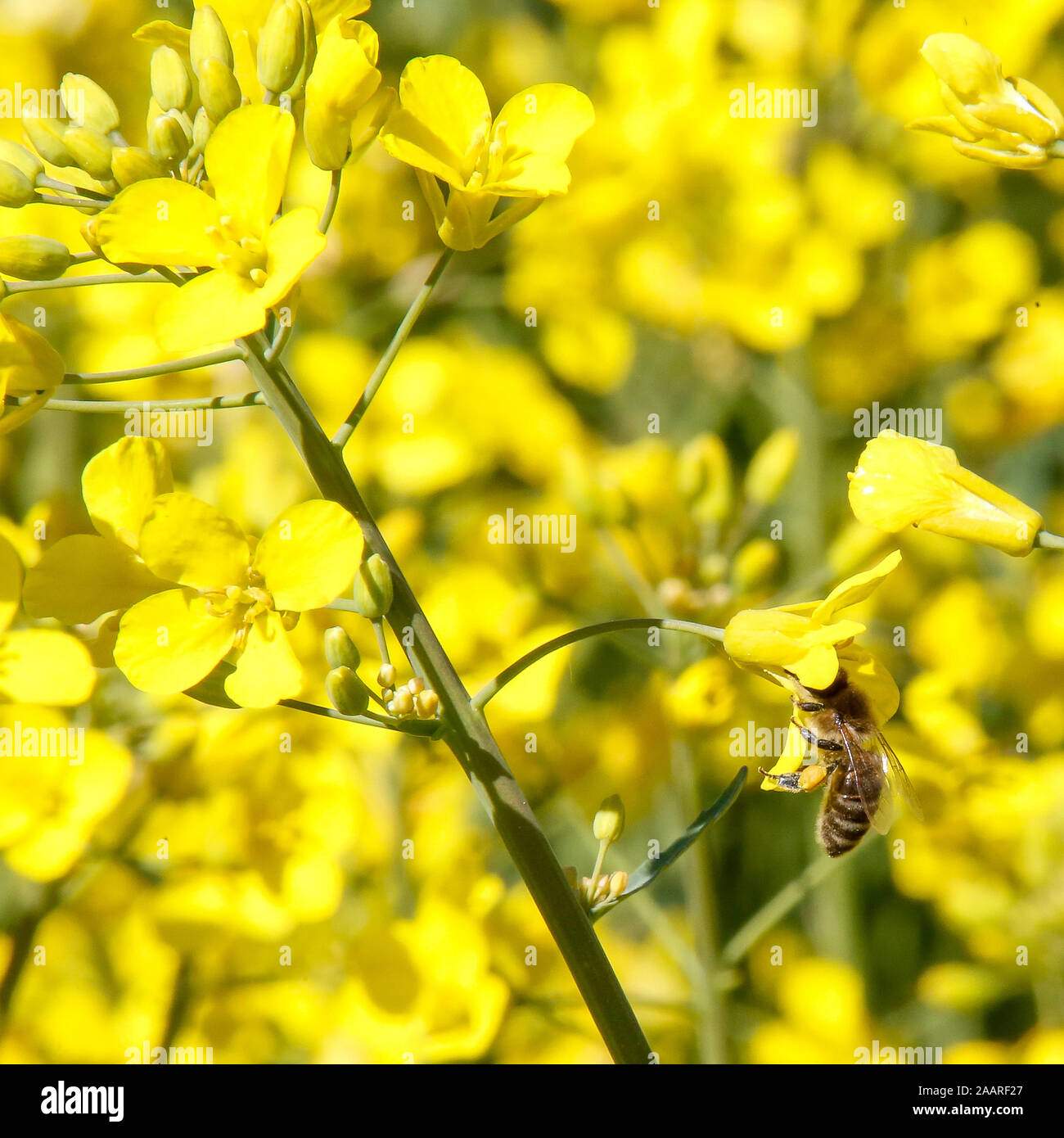 Rape flowers and bee on rape flower Stock Photo - Alamy