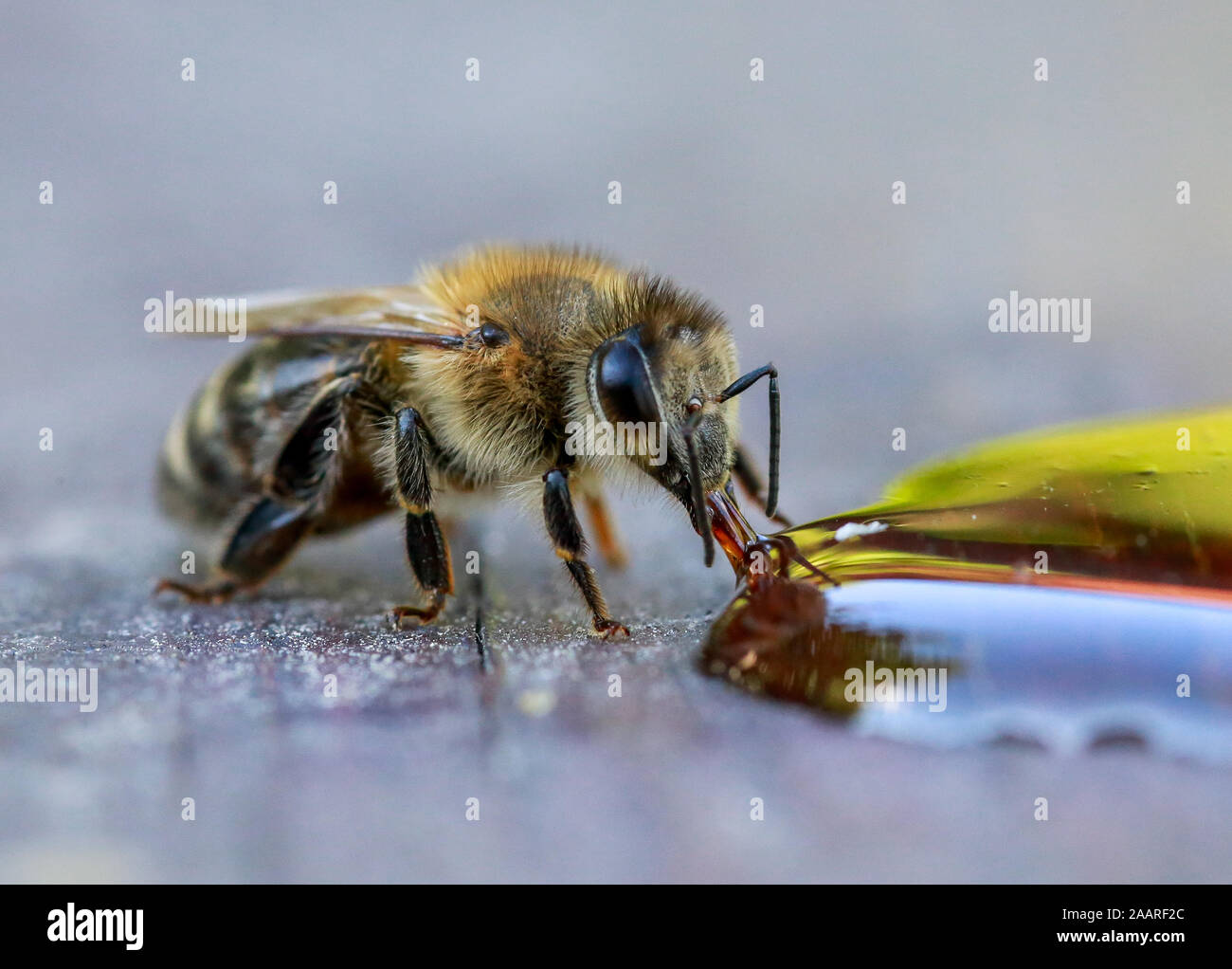 Bee collecting honey from honey drop Stock Photo - Alamy