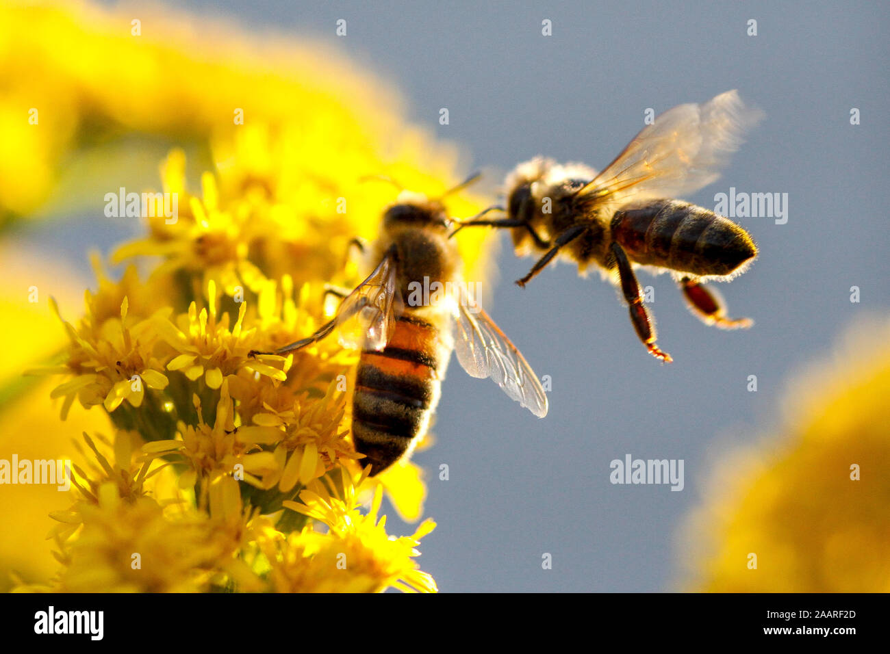 Bee collecting honey from honey drop Stock Photo - Alamy
