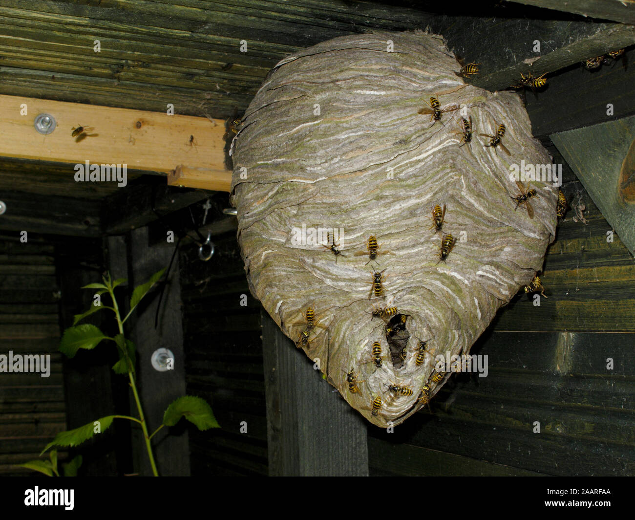 Feldwespennest hi-res stock photography and images - Alamy