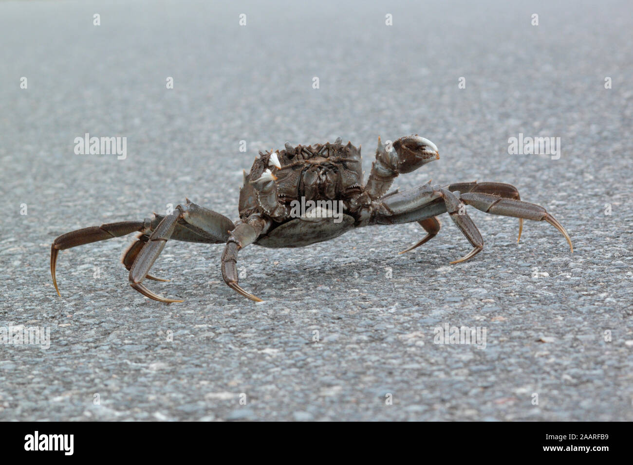 Landkrabbe (grapsoidea) in Drohhaltung Stock Photo - Alamy