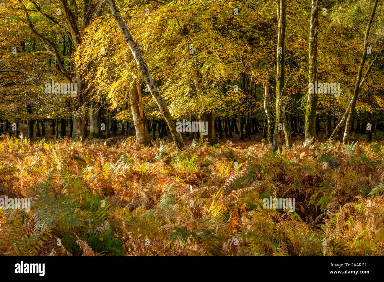Denny wood hampshire hi-res stock photography and images - Alamy