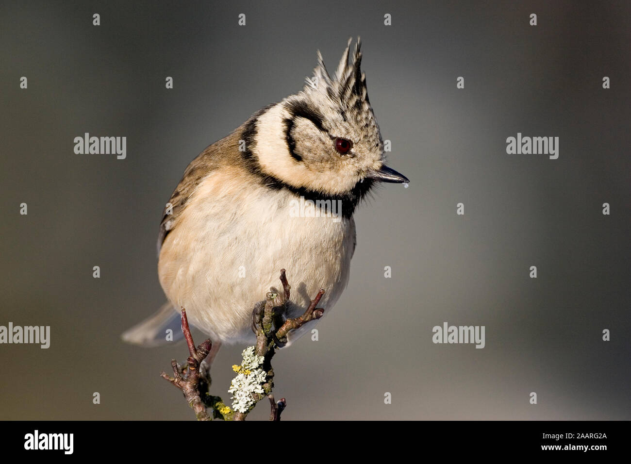 Haubenmeise (parus cristatus Stock Photo - Alamy