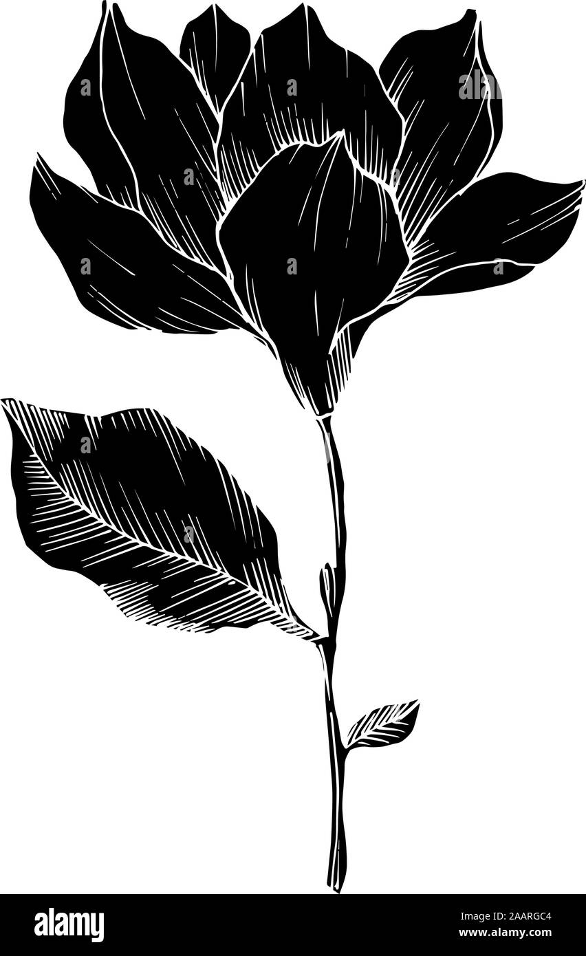 Vector Magnolia floral botanical flowers. Black and white engraved ink ...