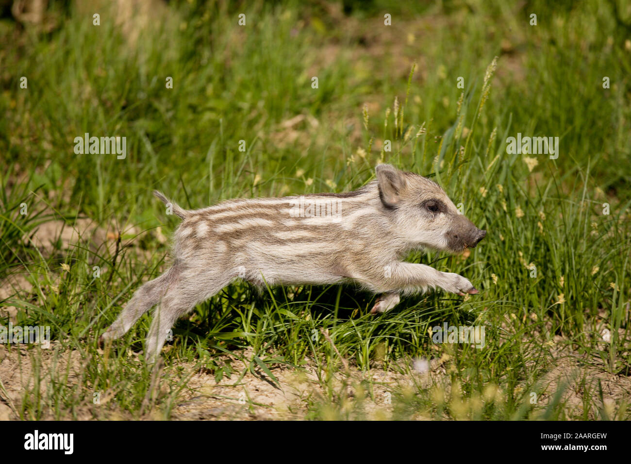 Wildschwein, Frischling, Sus scrofa Stock Photo - Alamy
