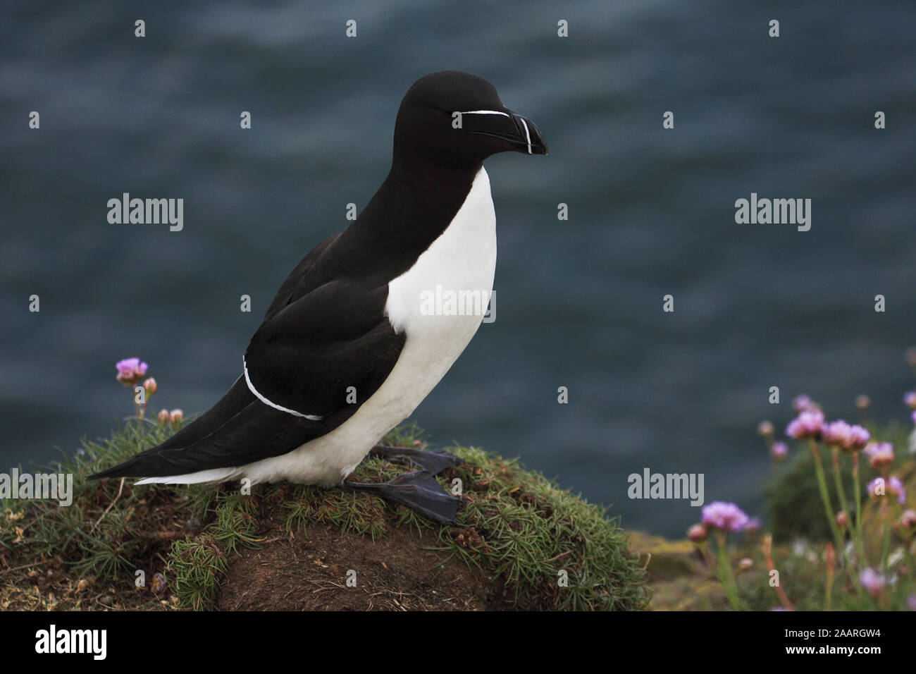 Klippenkante hi-res stock photography and images - Alamy