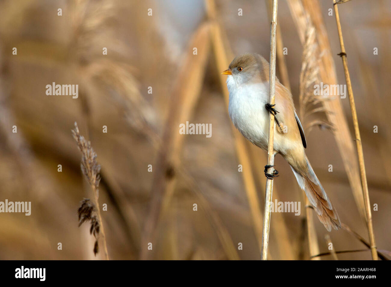 Bartmeise (Panurus biarmicus) Weibchen Stock Photo - Alamy