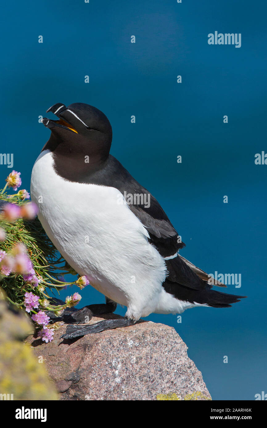 Tordalk (Alca torda Stock Photo - Alamy