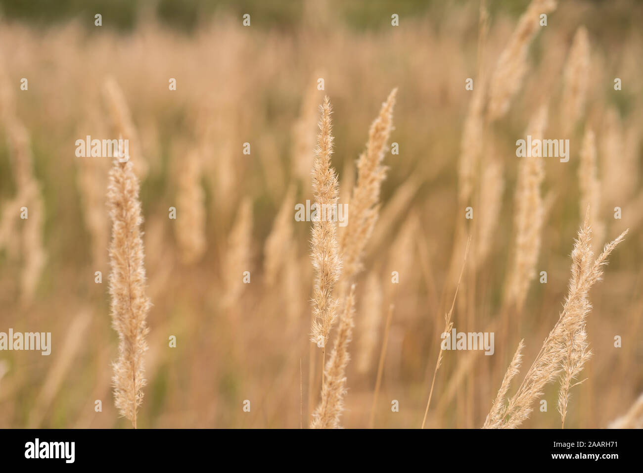 Savannah grass field in sun backlight,Twinkle with sunlight at noon ...