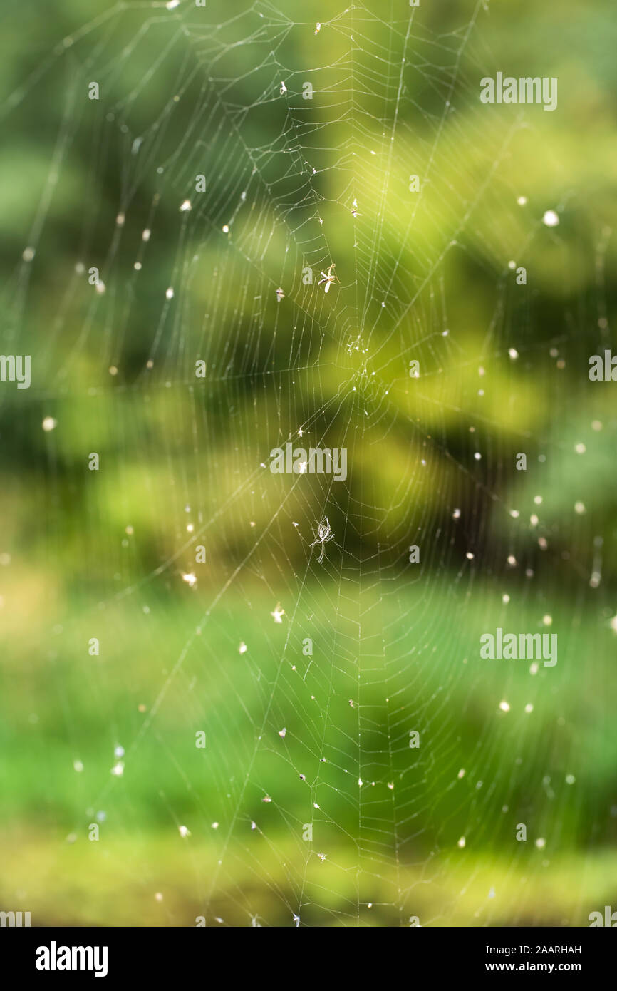 Spider web trap close-up on a background of green forest Stock Photo ...