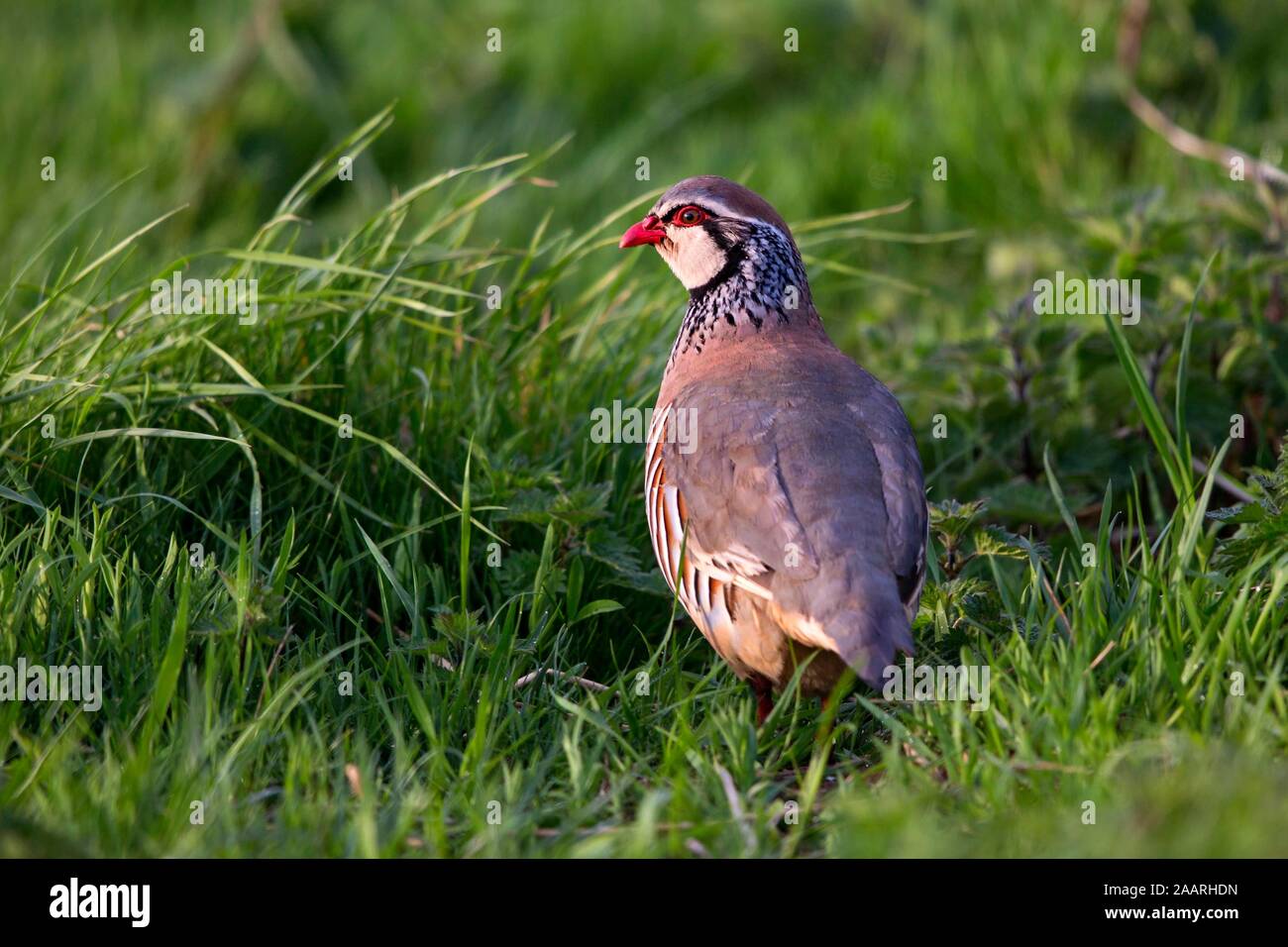 Rothuhn hi-res stock photography and images - Alamy