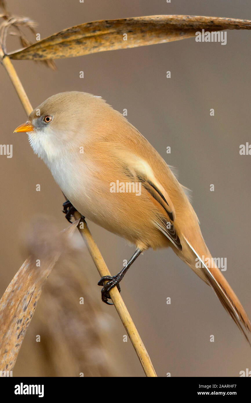 Bartmeise (Panurus biarmicus) Weibchen Stock Photo - Alamy