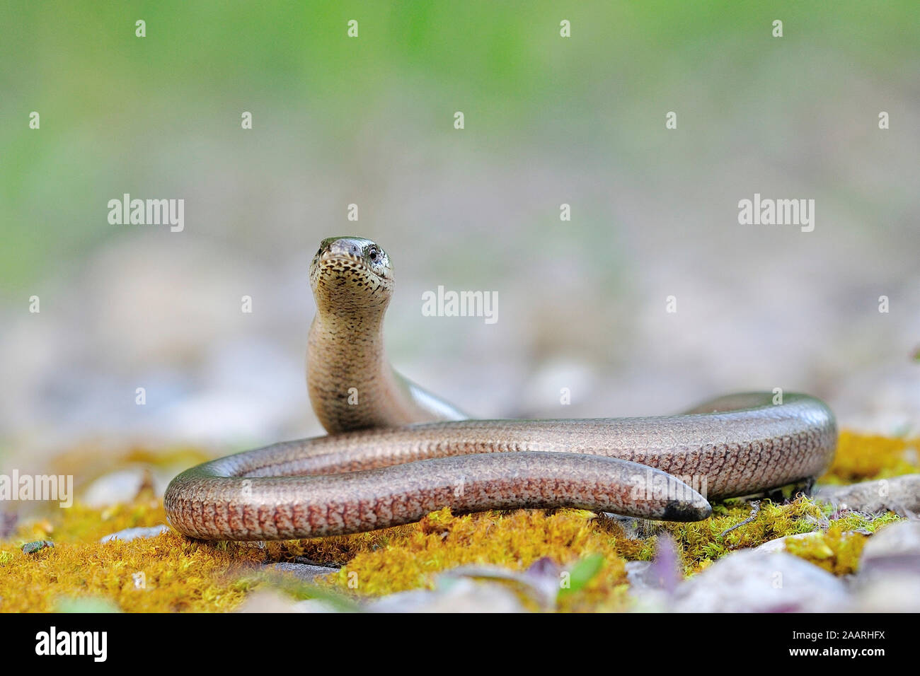 Anguis fragilis hi-res stock photography and images - Alamy