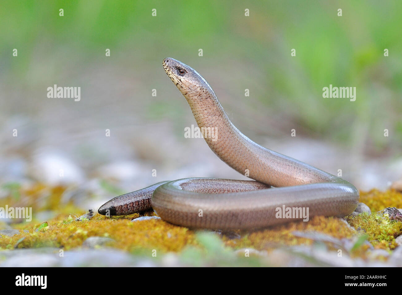 Blindschleiche, (Anguis fragilis Stock Photo - Alamy