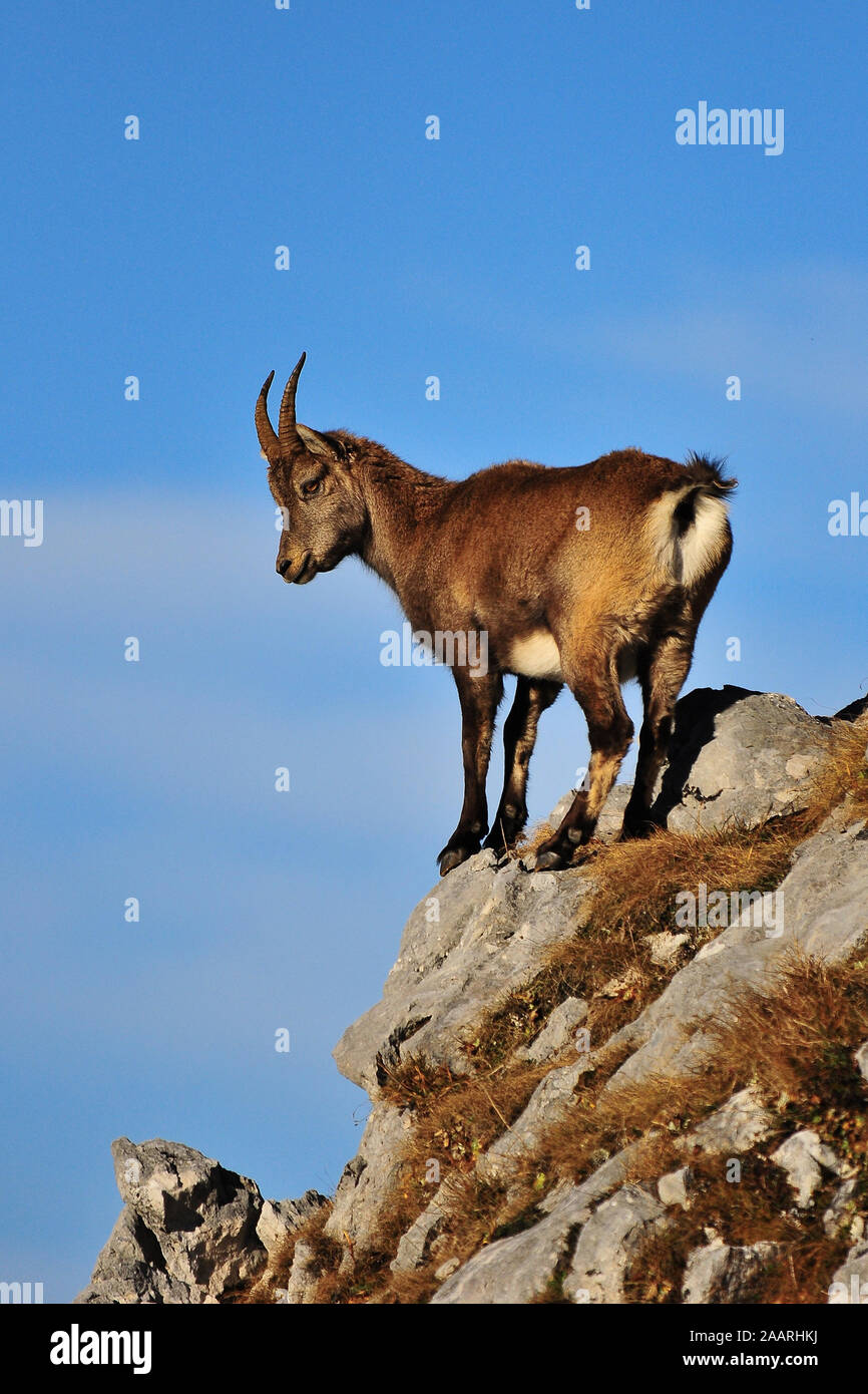 Steinbock winter hi-res stock photography and images - Alamy