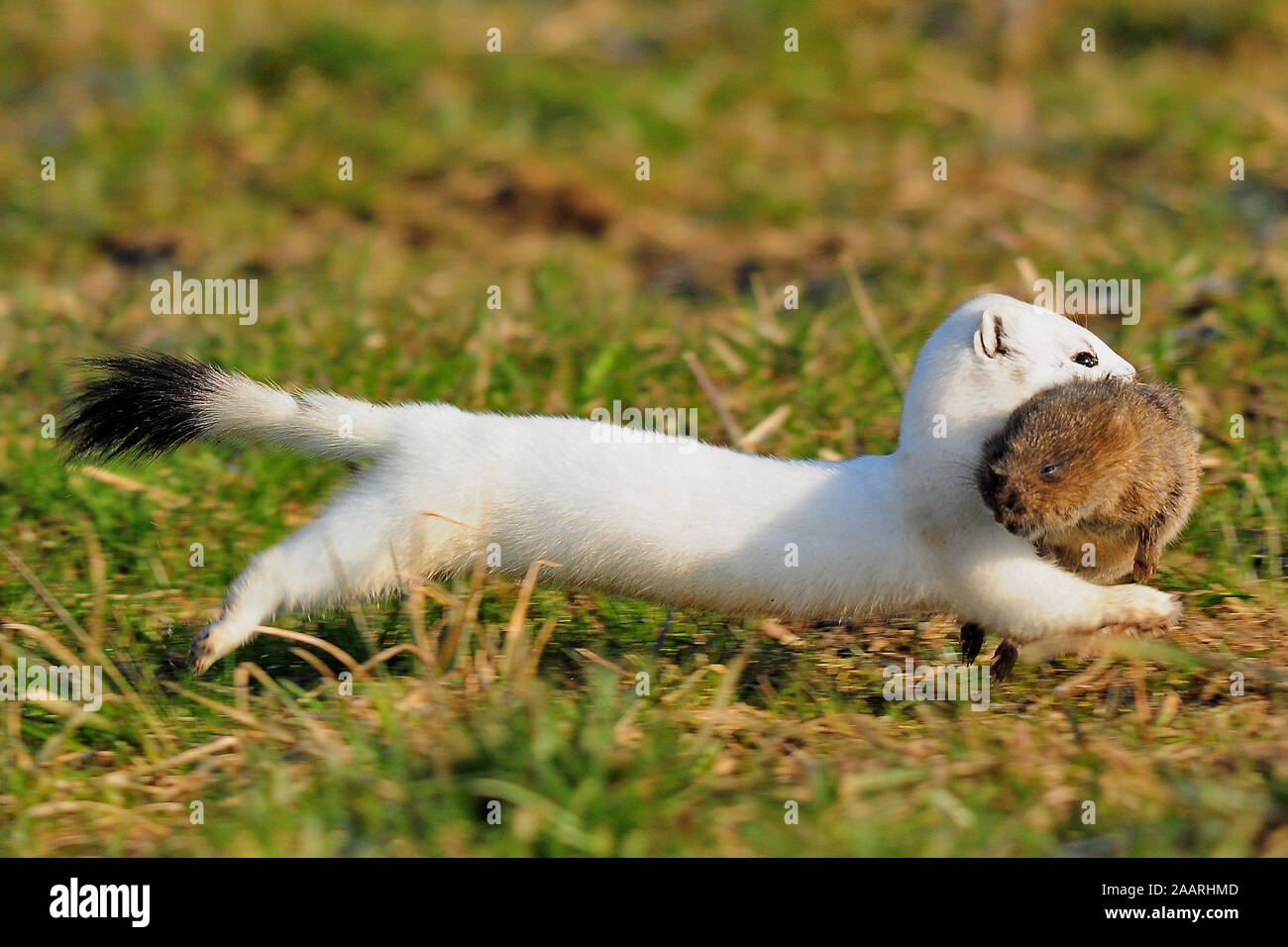 Hermelin winter hi-res stock photography and images - Alamy