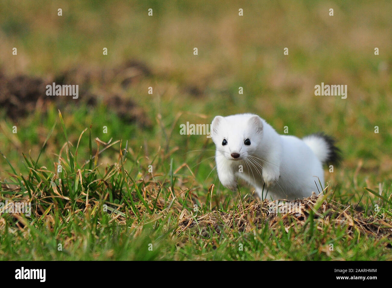 Hermelin winter hi-res stock photography and images - Alamy