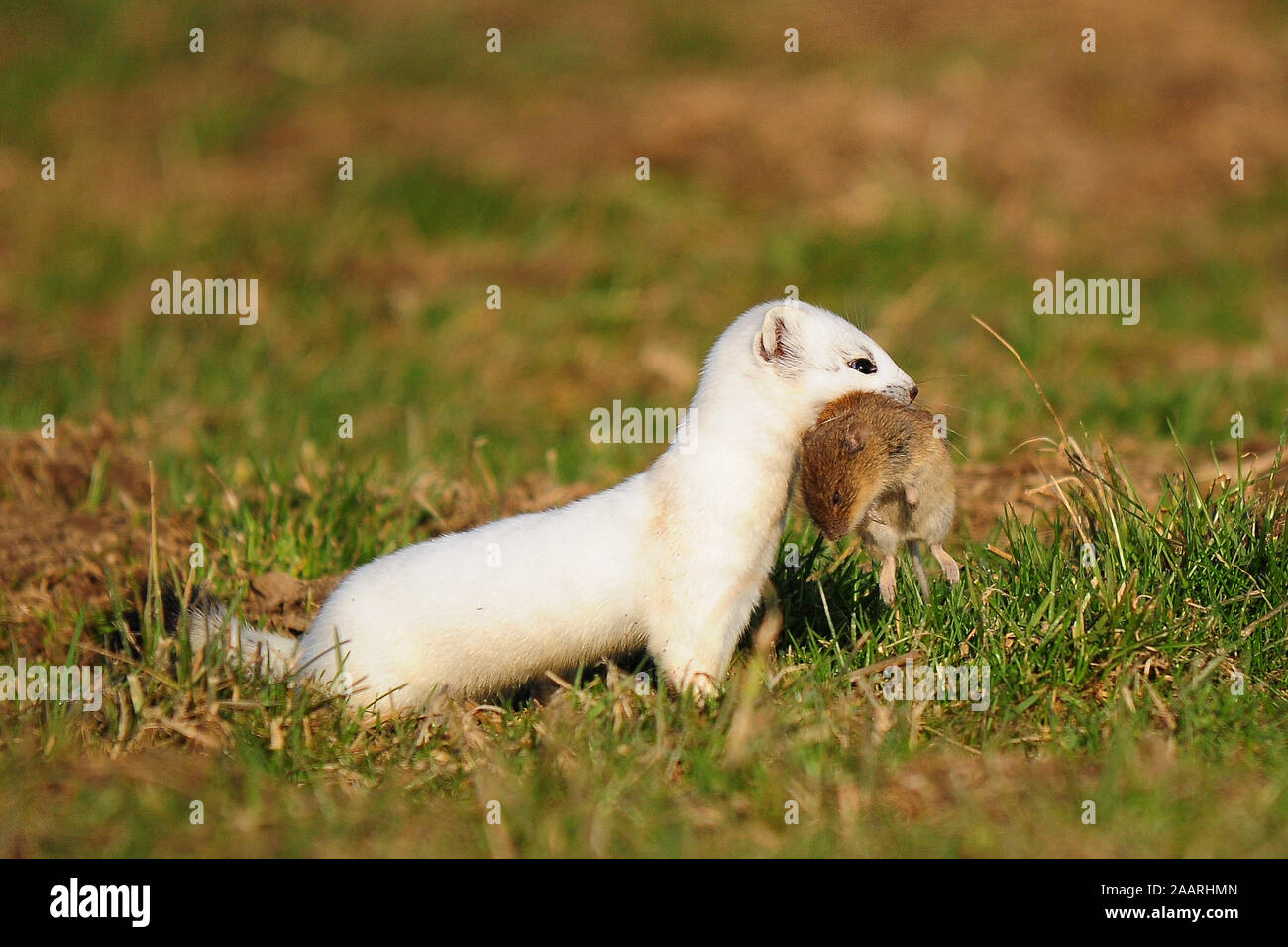 Hermelin Winter High Resolution Stock Photography and Images - Alamy