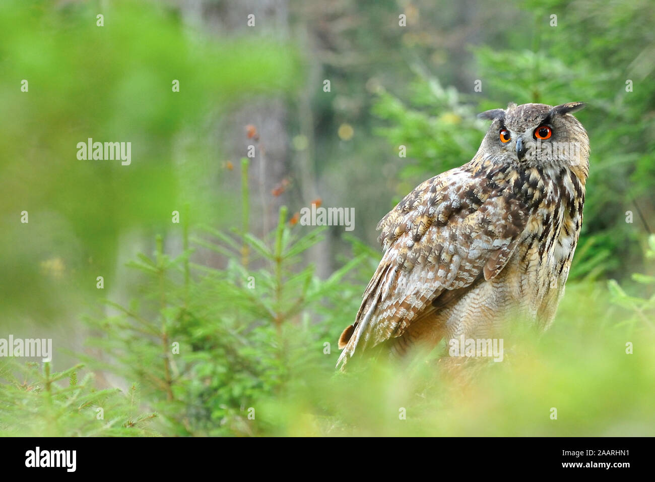 Uhu; (Bubo Bubo Stock Photo - Alamy