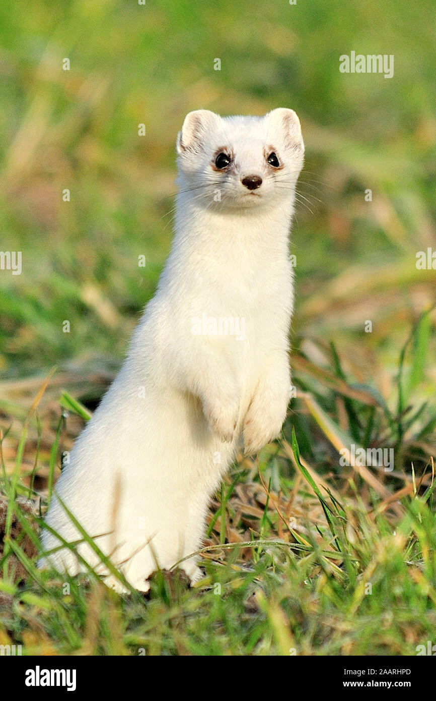 Hermelin Winter High Resolution Stock Photography and Images - Alamy