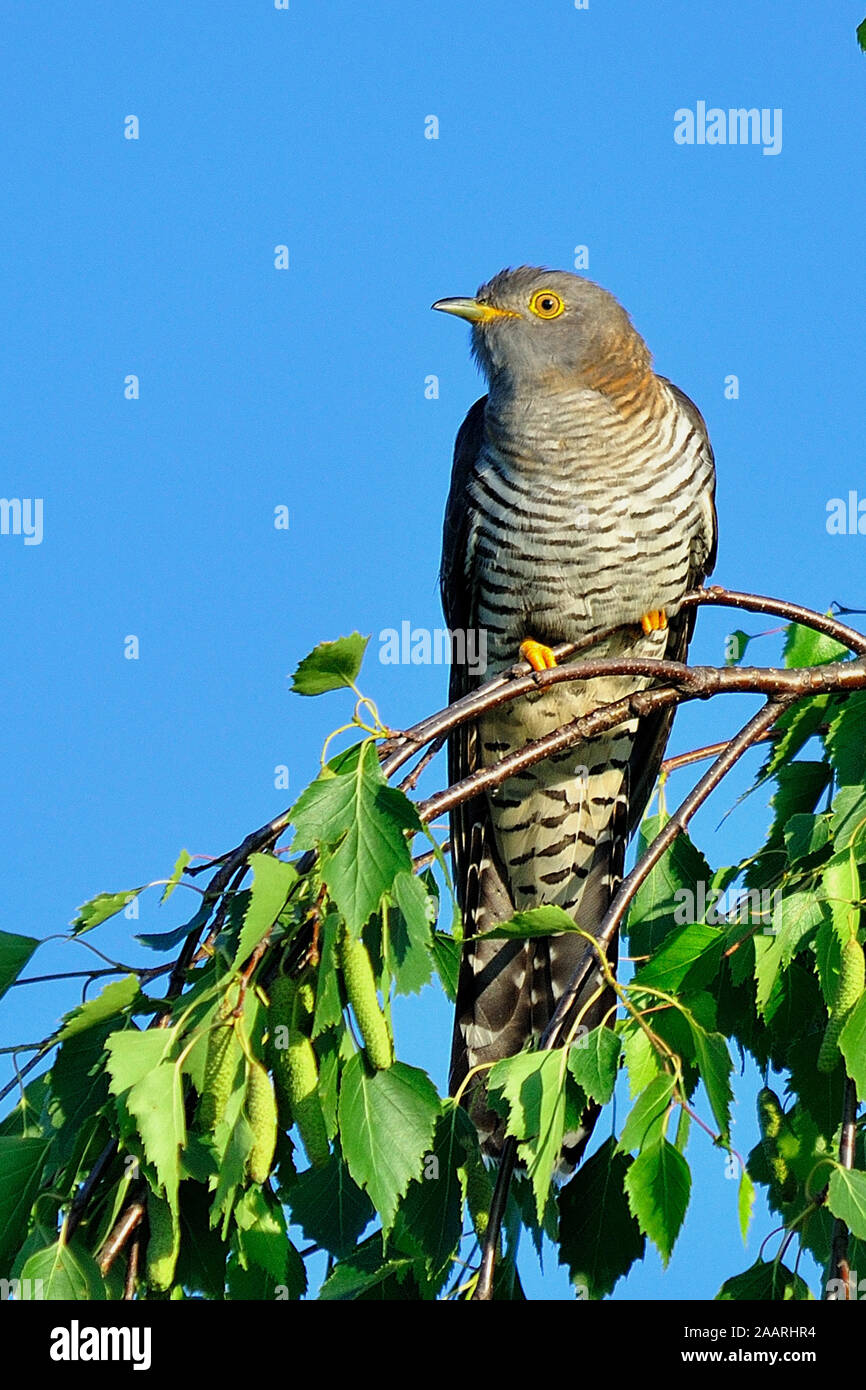 Kuckuck, (Cuculus canorus Stock Photo - Alamy