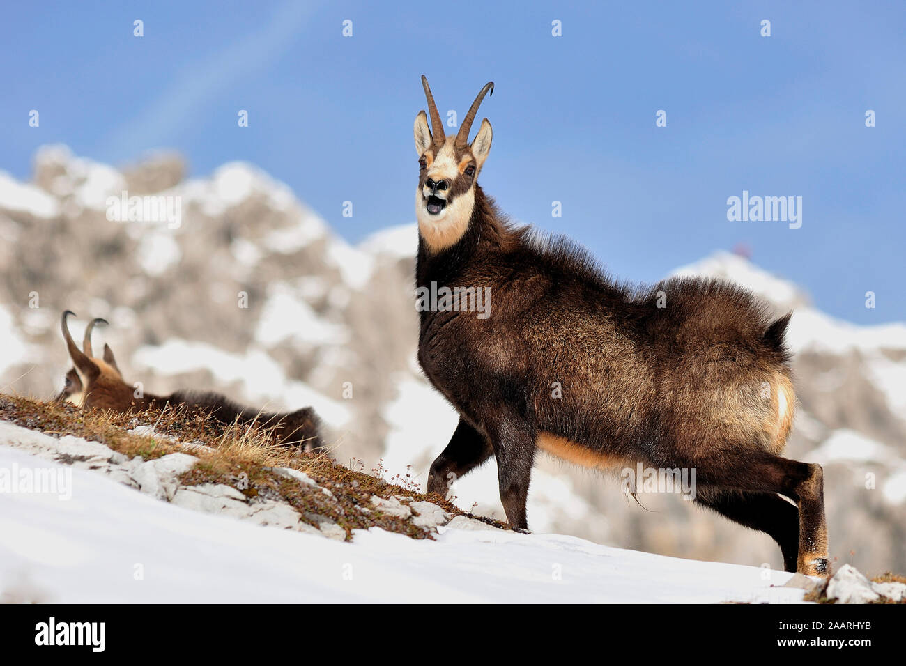Gaemse; Gemse; (Rupicapra rupicapra Stock Photo - Alamy