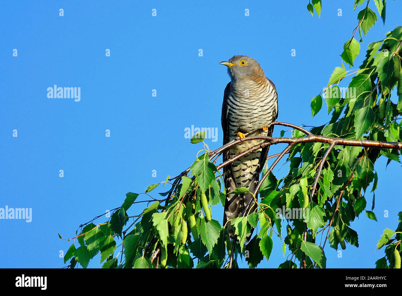 Kuckuck, (Cuculus canorus Stock Photo - Alamy