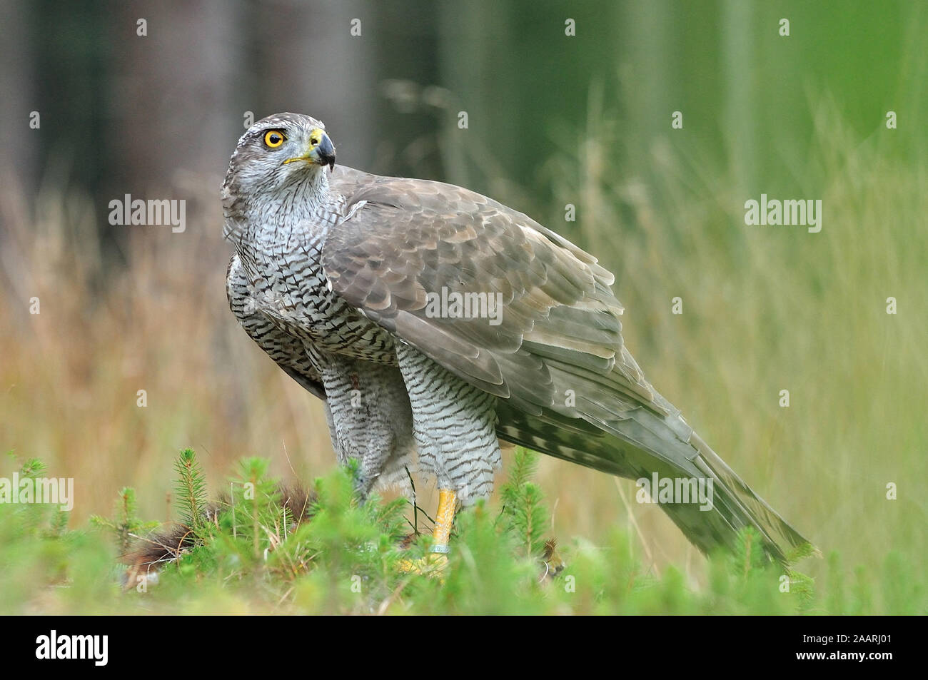 Habicht; (Accipter gentilis Stock Photo - Alamy