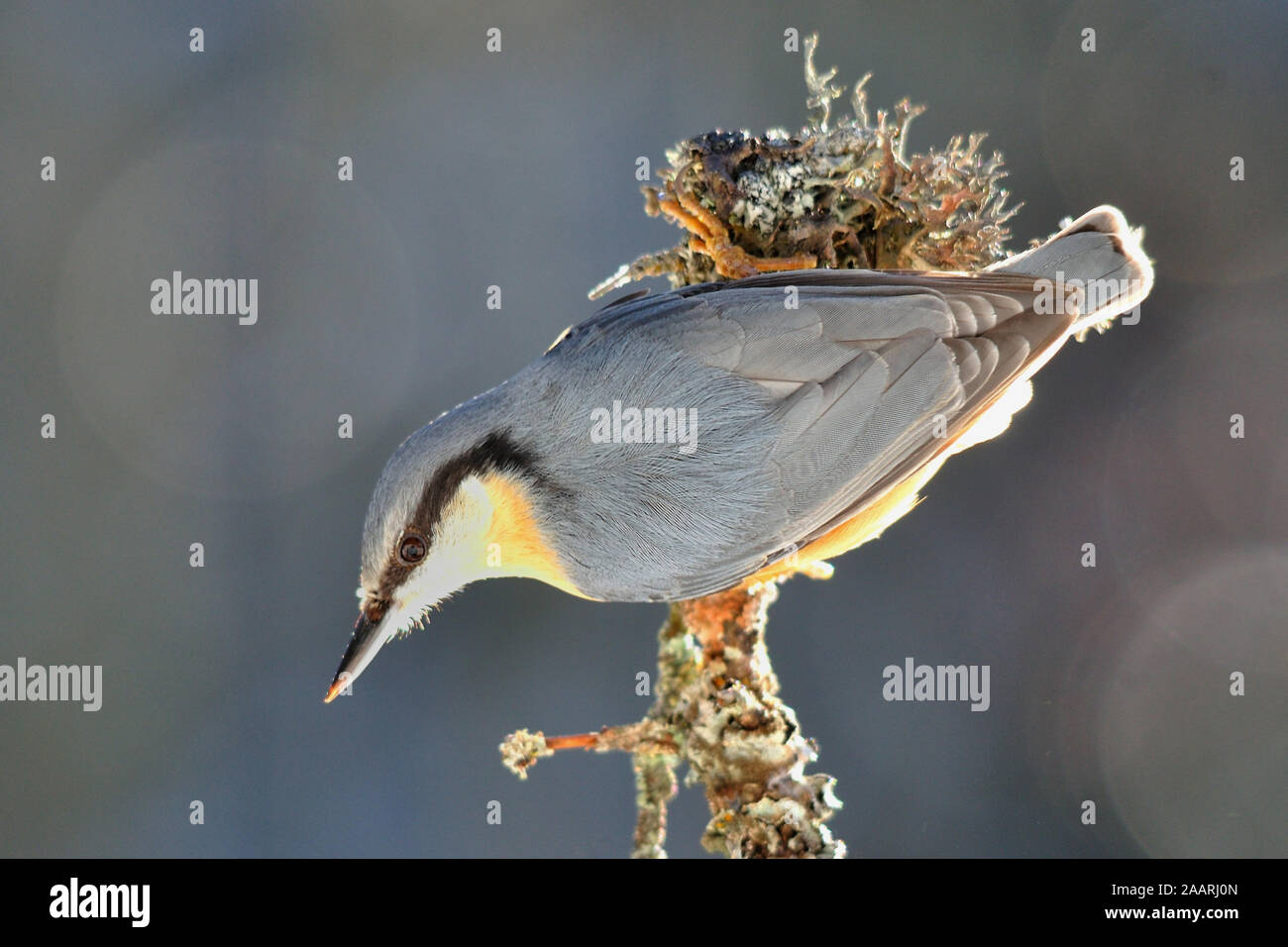 Kleiber wald hi-res stock photography and images - Alamy