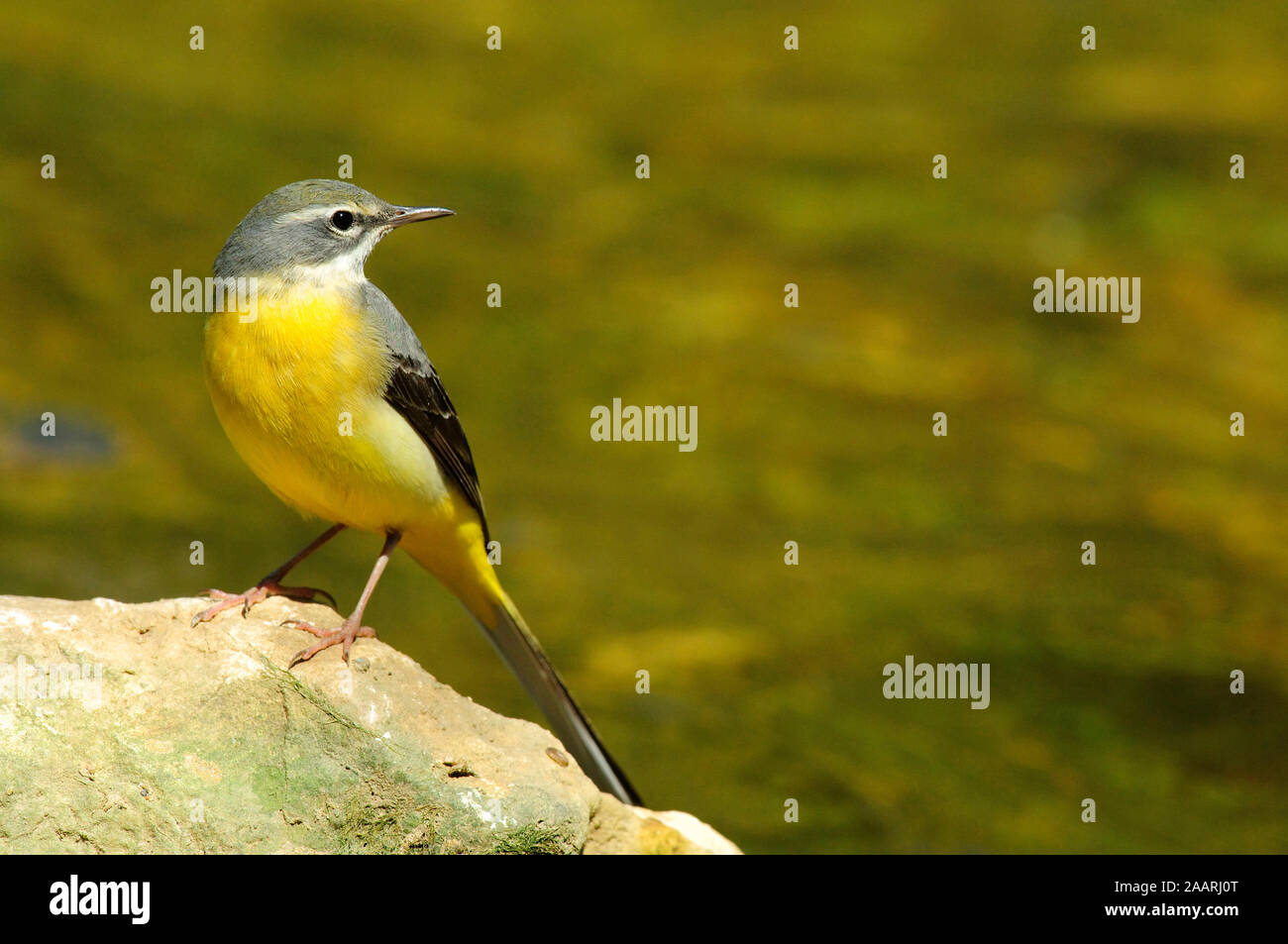 Motacilla alb hi-res stock photography and images - Alamy