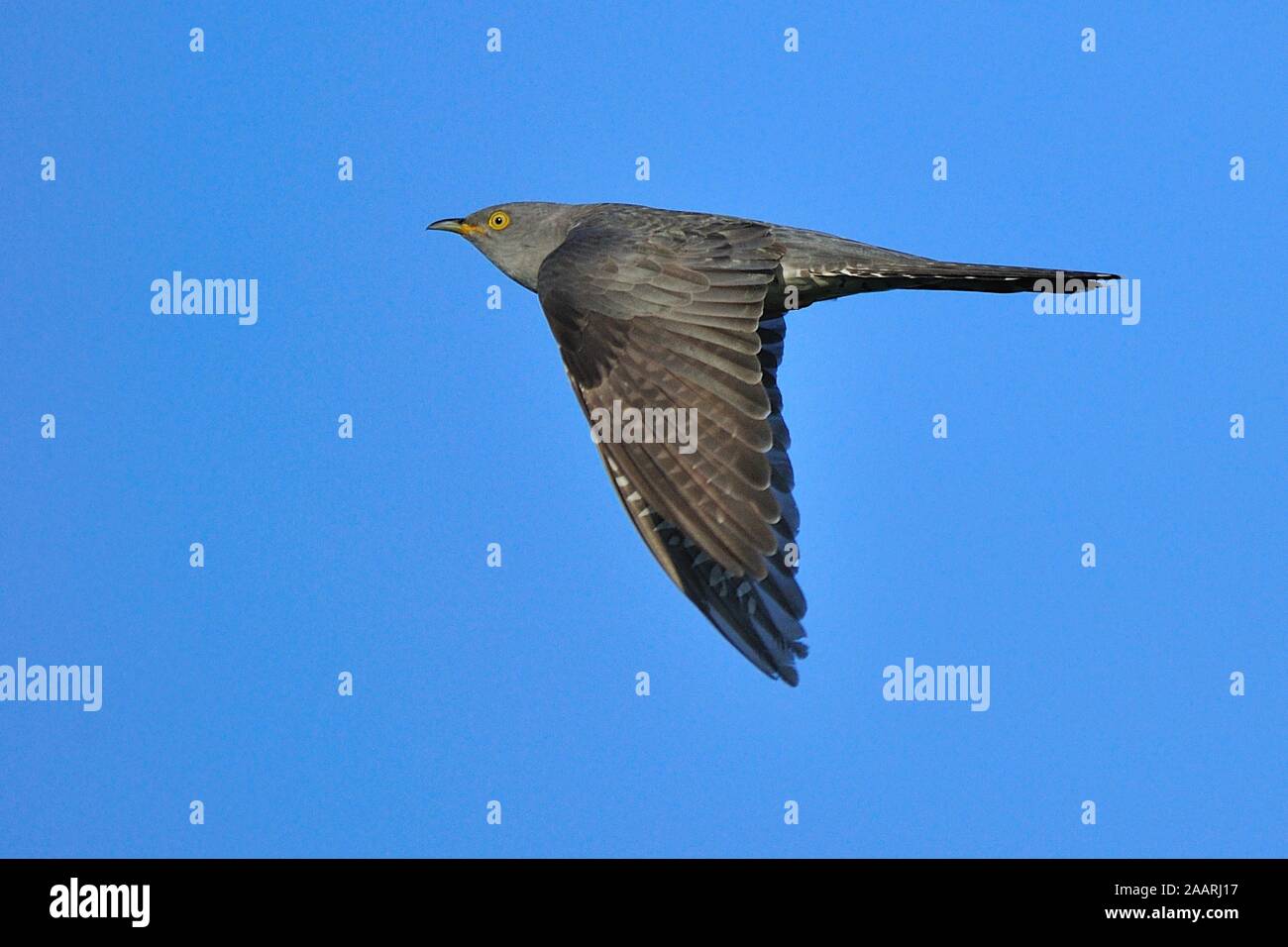 Kuckuck, (Cuculus canorus Stock Photo - Alamy