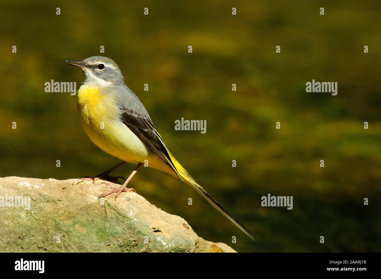 Motacilla alb hi-res stock photography and images - Alamy