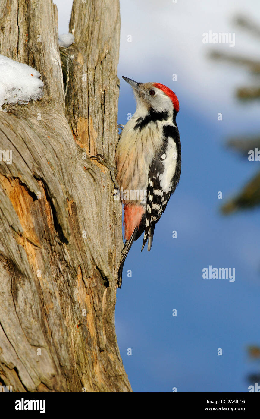 Grosser Buntspecht, Dendocopos major Stock Photo - Alamy