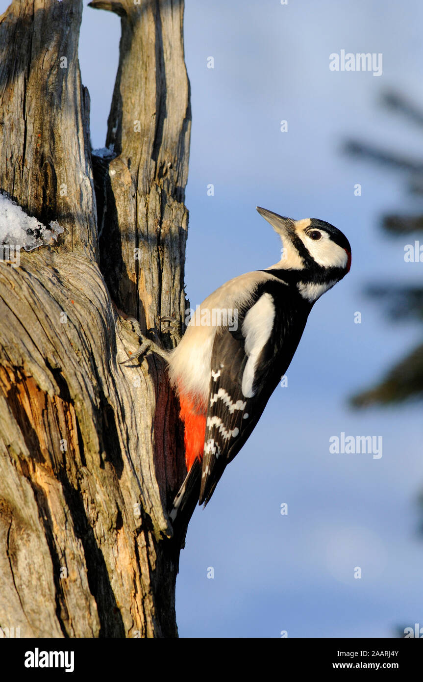 Grosser Buntspecht, Dendocopos major Stock Photo - Alamy