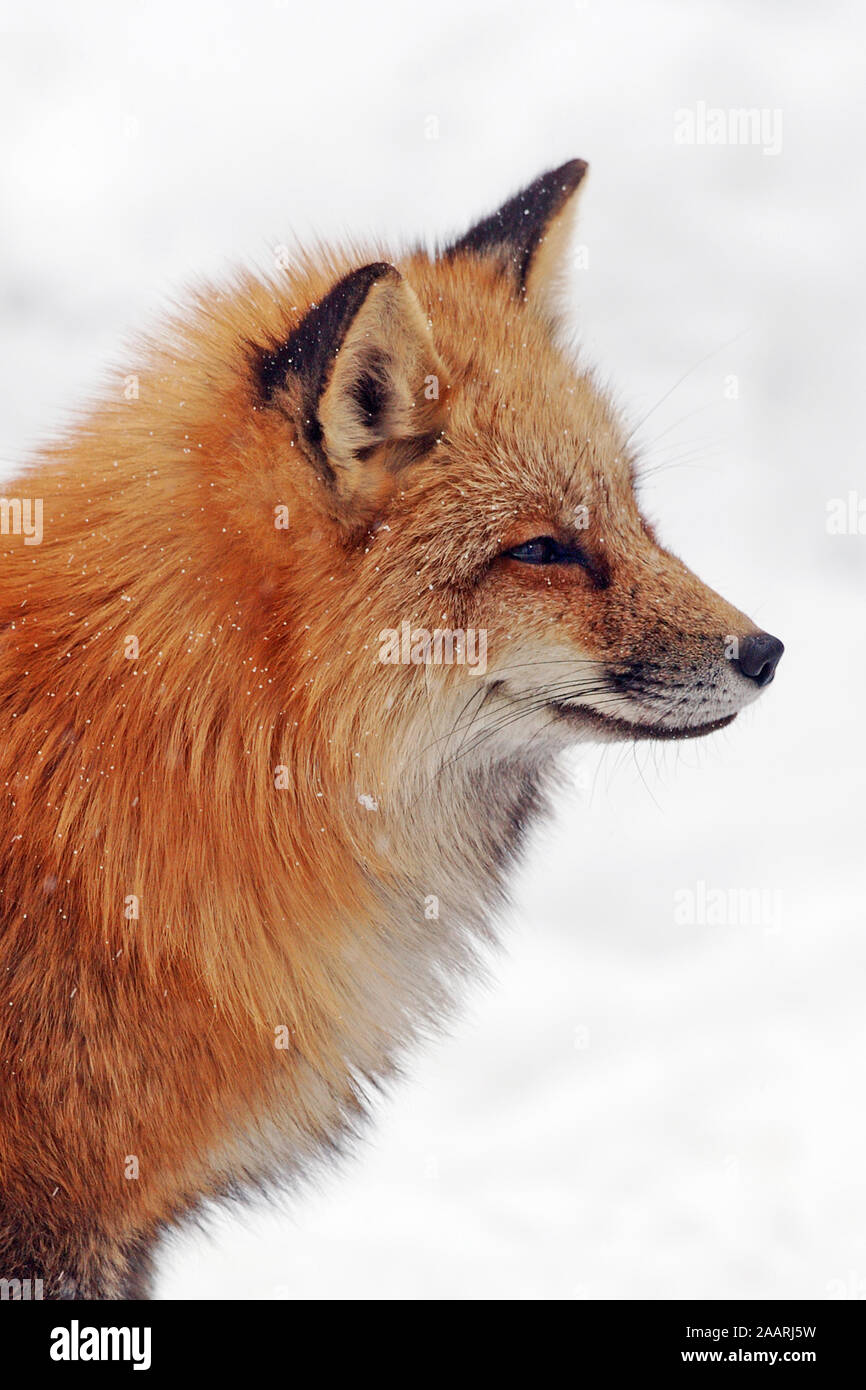 Amerikanischer rotfuchs hi-res stock photography and images - Alamy