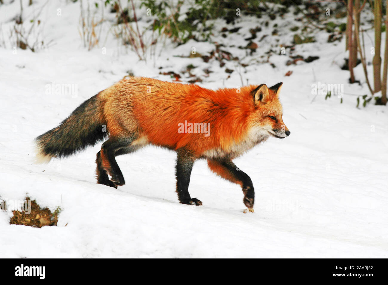 Rotfuchs (Vulpes vulpes) im Winter Stock Photo - Alamy