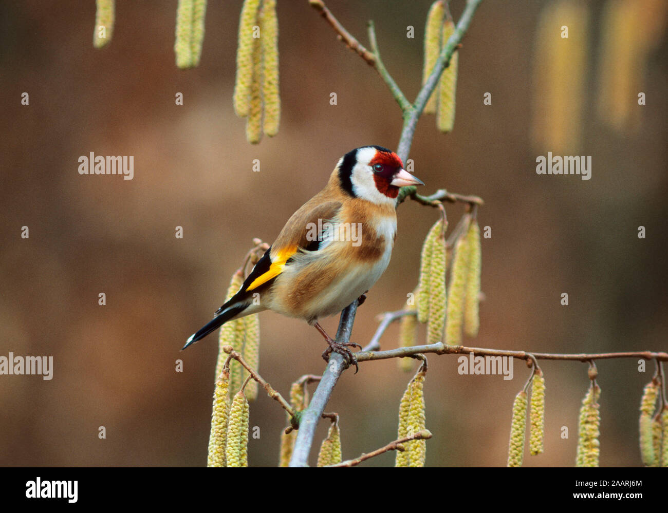 Tiere, Voegel, Vogel, Stieglitz, Distelfink, Finken, (Carduelis ...