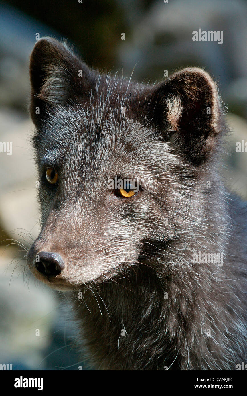 Eisfuchs, Polarfuchs (Alopex lagopus, Vulpes lagopus) Arctic Fox ï ...