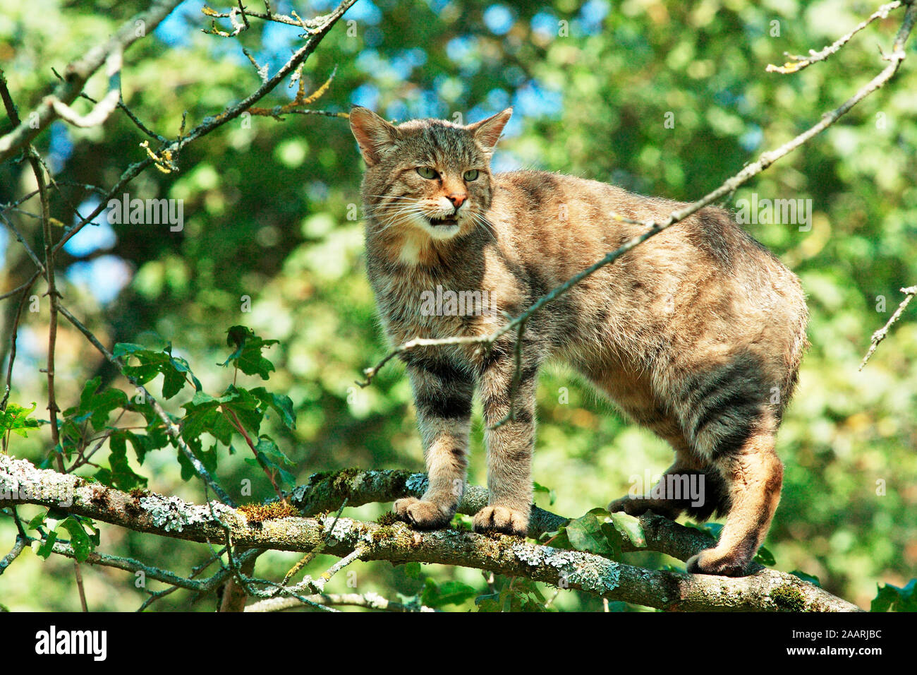 Wildkatze felis silvestris captive deutschland hi-res stock photography ...